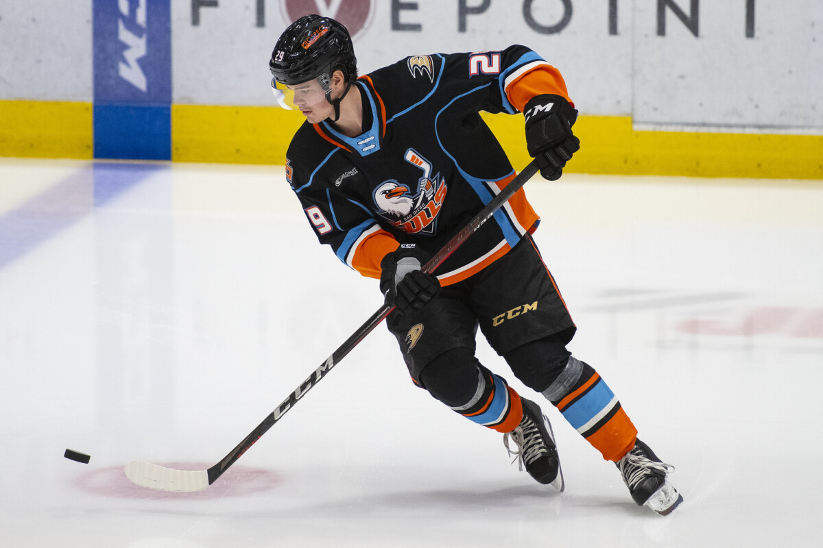 San Diego Gulls Injury Report - Defend The Nest